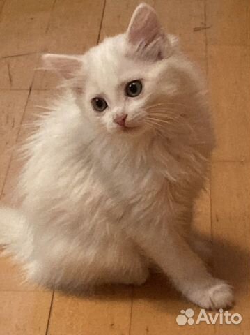 Котята в добрые руки бесплатно