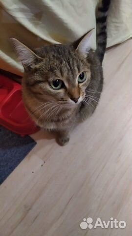 Котенок