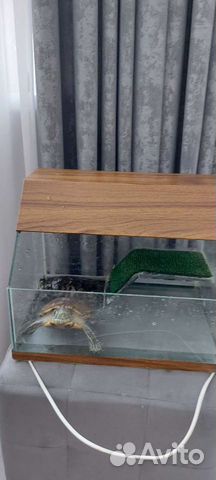 Водные черепахи