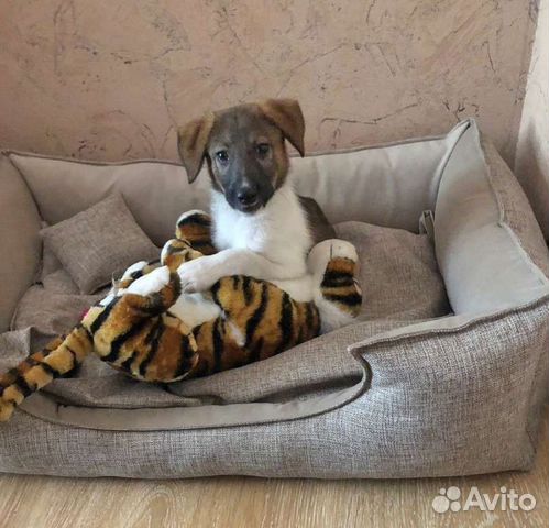 Чудесный щеночек в добрые руки