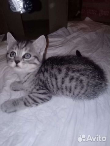 Шотландский котёнок скоттиш страйт