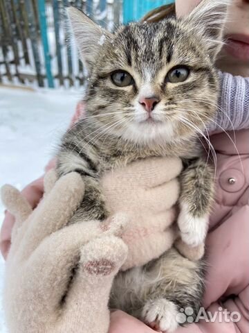 Котенок