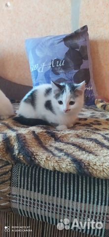 Смесь кау- мани