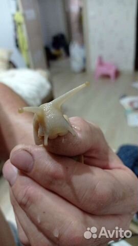 Улитка Ахатина