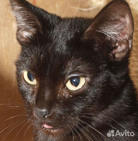 Черная кошка Агата, 3 года, хочет домой