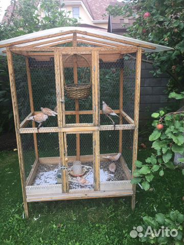 Горлица египетский