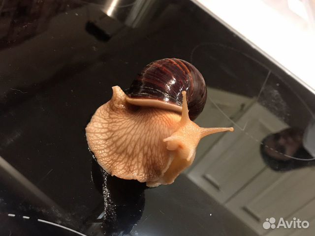 Улитка Милаха