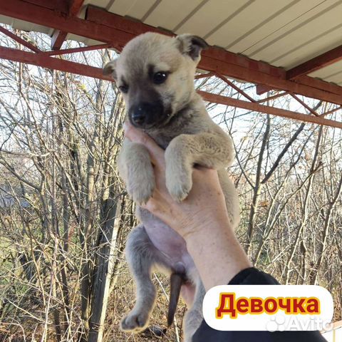 Щенки