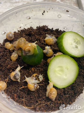 Улитки ахатины