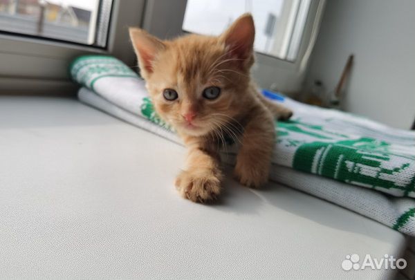 Лапушка Коржик (2 мес) ждет заботливых хозяев