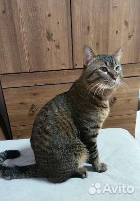 Ласковый красавец Сеня