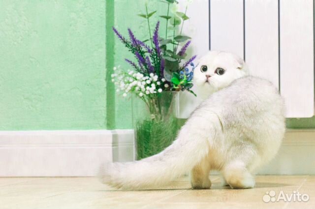 Белоснежная куколка