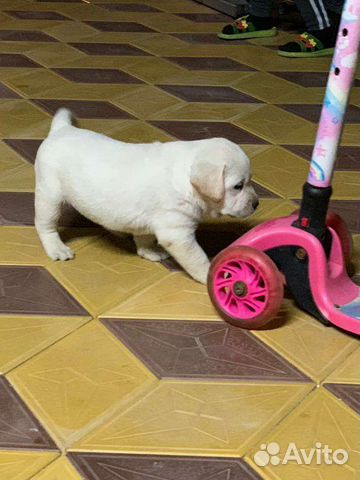 Озорные малыши