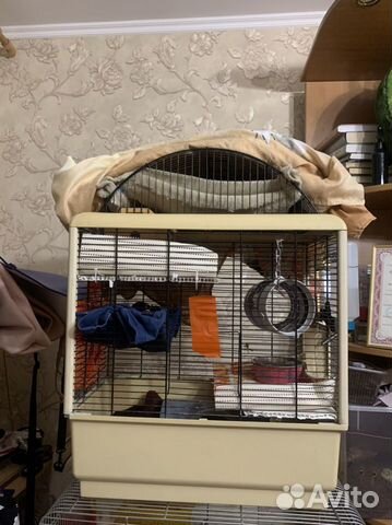 Крыса с клеткой бесплатно