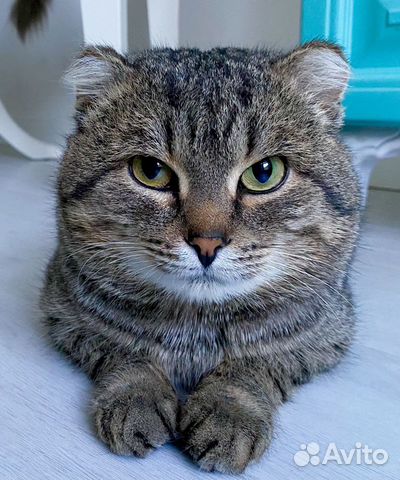 Котики в добрые руки