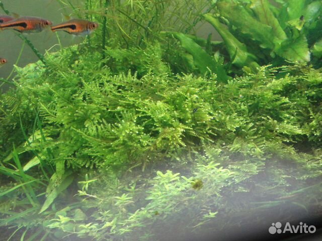 Мох Рождественский