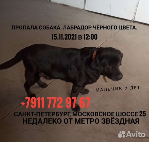 Потерялась собака породы Лабрадор ретривер