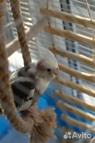 Попугай Карелла