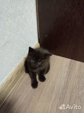 Черный котенок в добрые руки