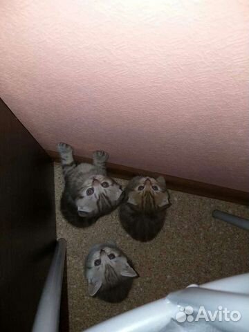 Шотландские котята