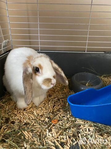 Кролик вислоухий