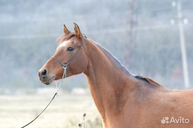 Арабские чистокровные кобылы