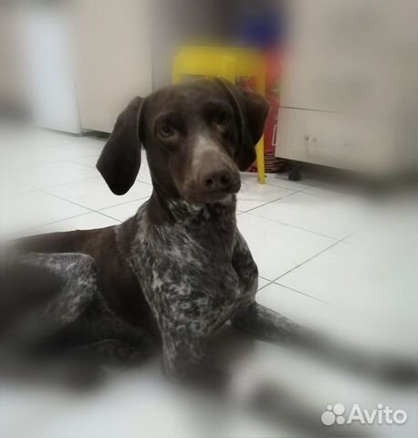 Курцхаар в добрые руки