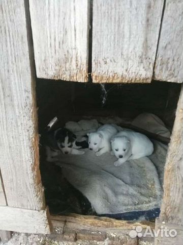 Щенки сибирской хаски