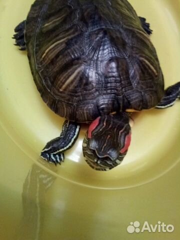 Красноухая черепаха девочка 7 лет