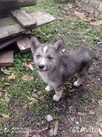 Хасёнок в добрые ручки