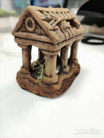 Аннамские палочники