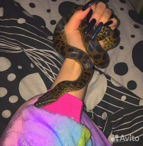 Змея анаконда