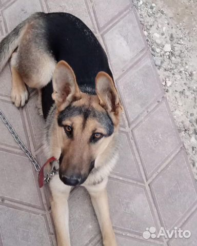 Восточноевропейская овчарка