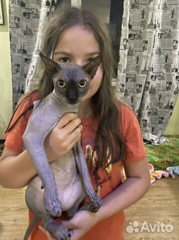 Канадский сфинкс