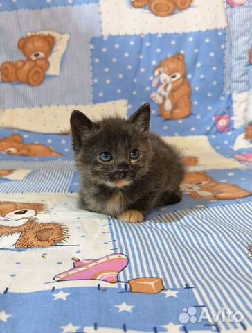 Добрая малышка в добрые руки