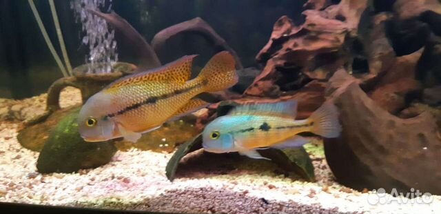 Цихлозома никарагуанская