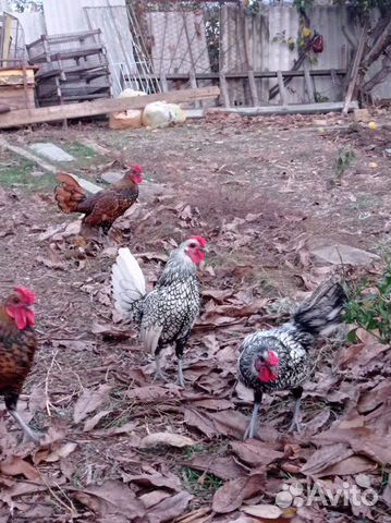 Куры сибрайт