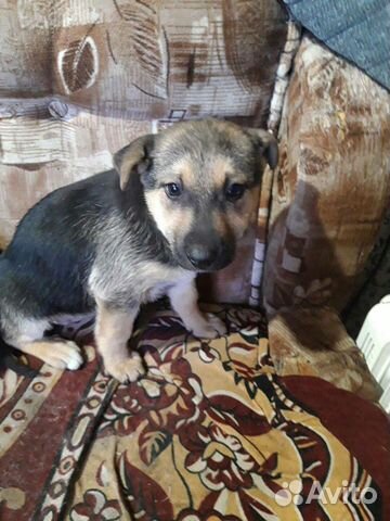 Собака в добрые руки щенок