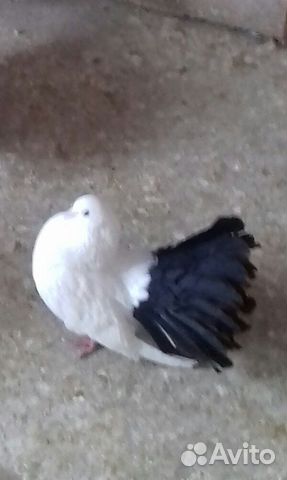 Голуби чернохвостые павлины
