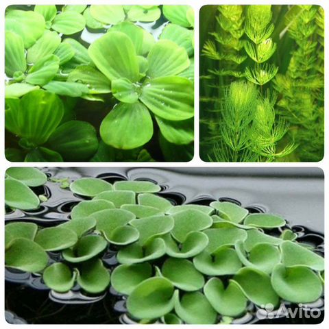 Растения для аквариума