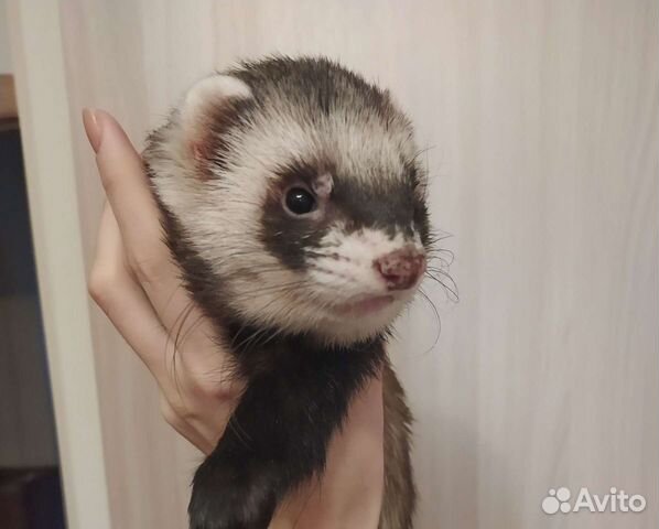 Вязка хорька