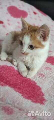 Котёнок рыжий ищет маму