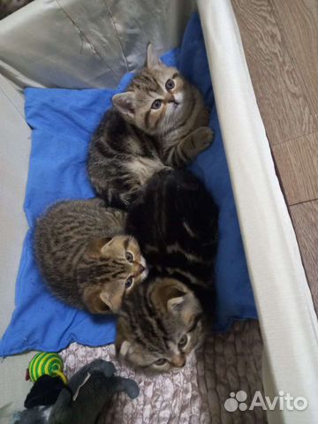 Кошки