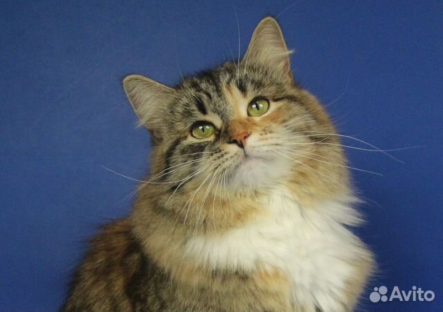 Черепаховая сибирская кошка ищет хозяев