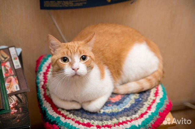 Котик Ося