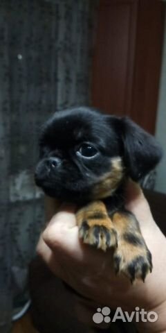 Пти брабансон