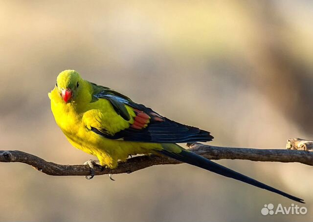 Горный попугай