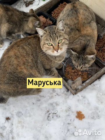 4 кошки земерзают на даче