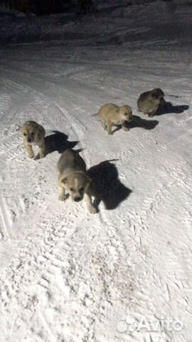 Щенки найдены на трассе (собака)