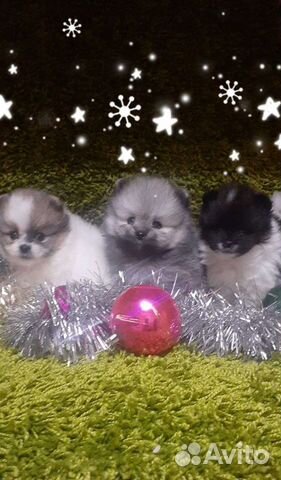 Милые пушистики